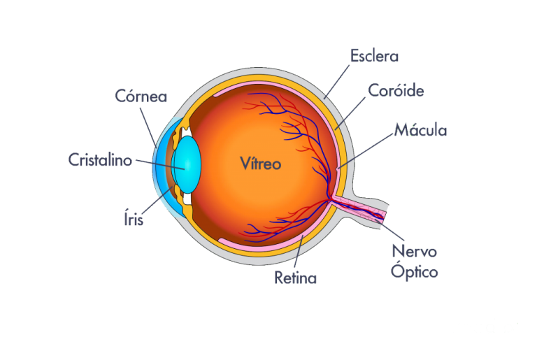 Anatomia do Olho - Oftalmologista Passo Fundo lentes de contato ...